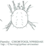 Otoacariasis: An Infestation of Mites in the Ear